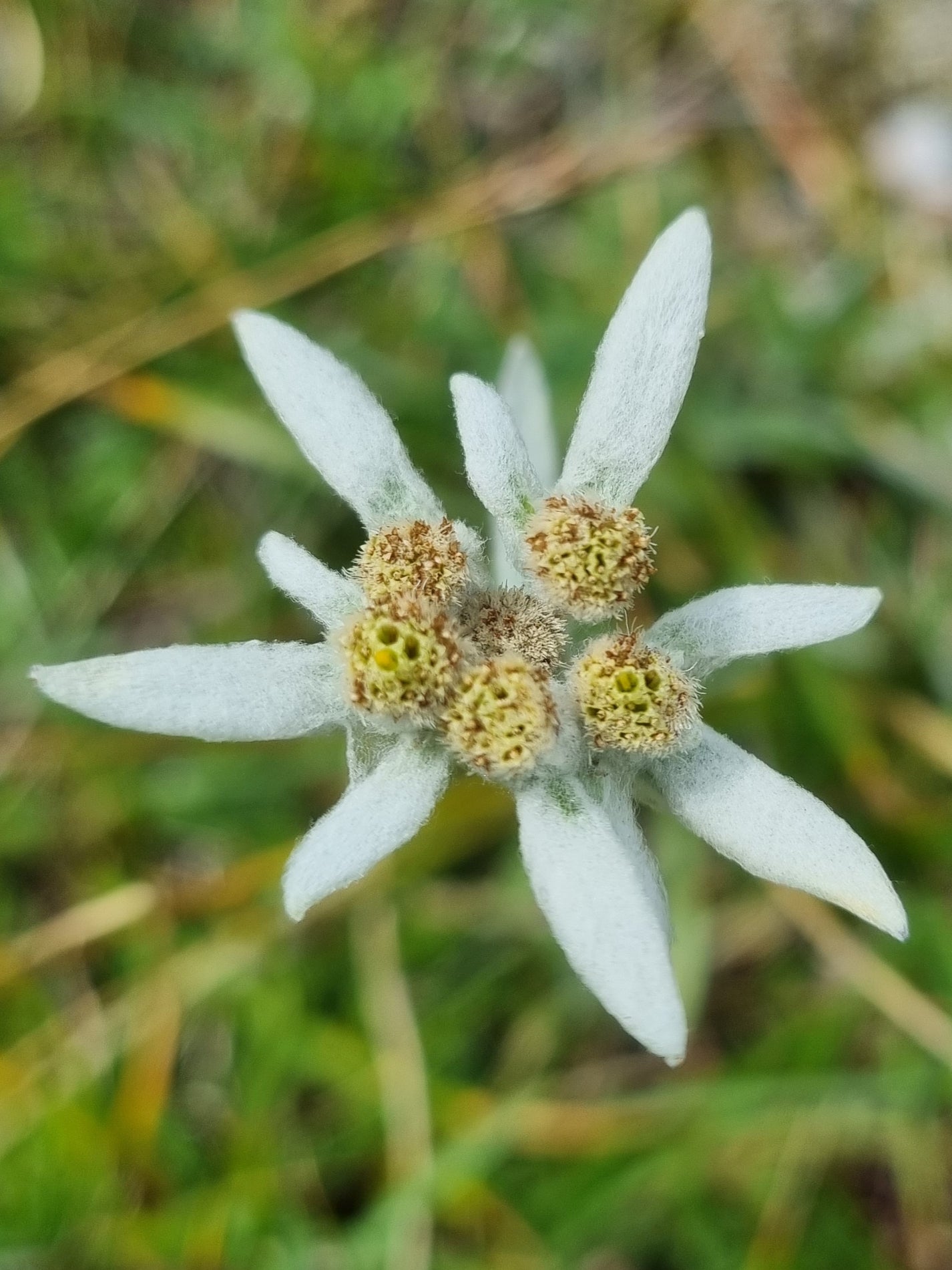 Bagno Doccia alla Stella Alpina – Sapone delle Dolomiti | Sorgente di ...